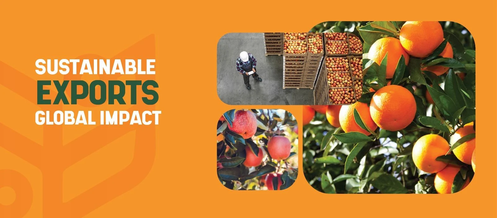 Green Agro Exports | Fresh Citrus, Fruits And Vegetables Supplier from ...