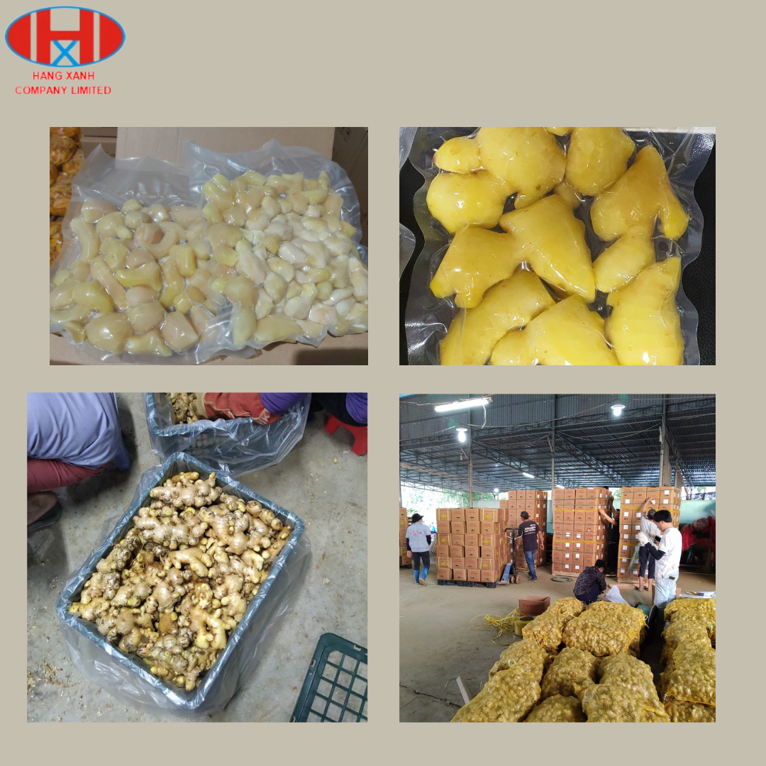 Buy High Quality Fresh Ginger From Vietnam 2023 Fresh Ginger Export ...