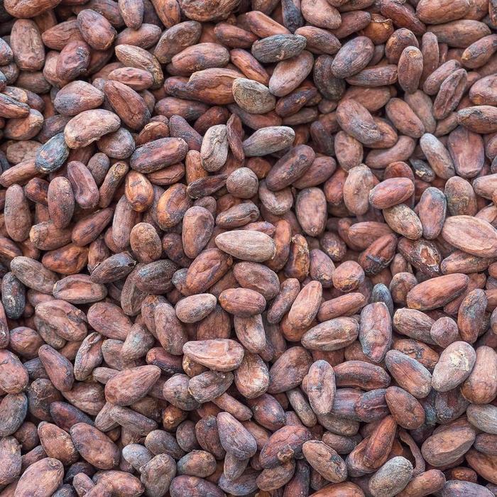 Buy Dried Organic Cocoa Bean from pacific orient, Cameroon | Tradewheel.com