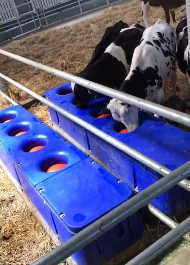 Buy Rotational Moulding Sheep Cattle Horse Animal Breeding Water Tank ...