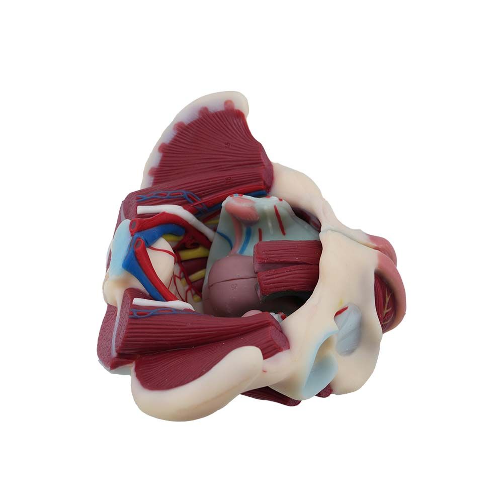 Buy Soft Simulated Female Pelvis With Muscles And Uterus Model from ...