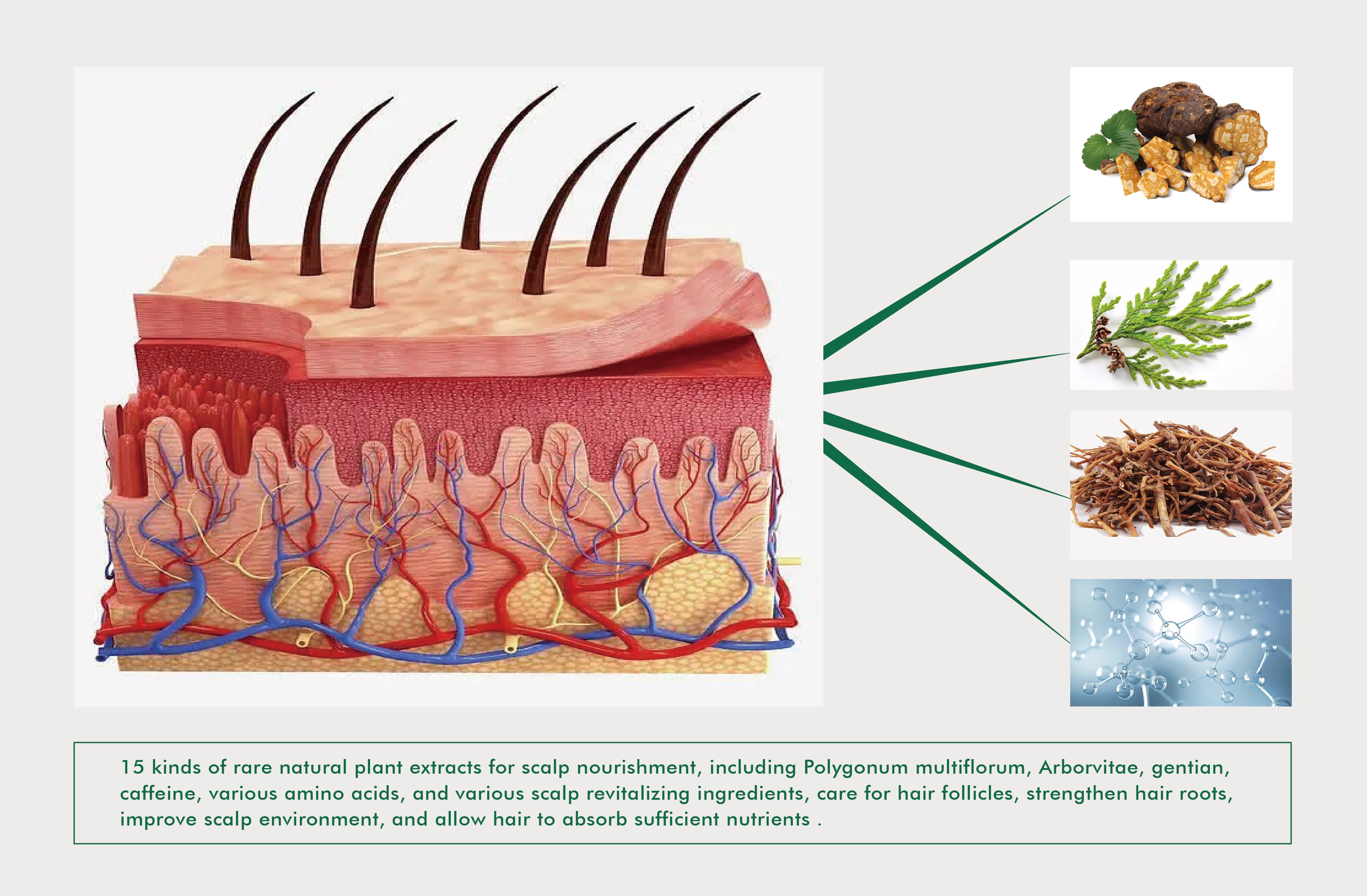 Buy Hair Growth Serum from Guangzhou Boss Biological Technique Ltd ...