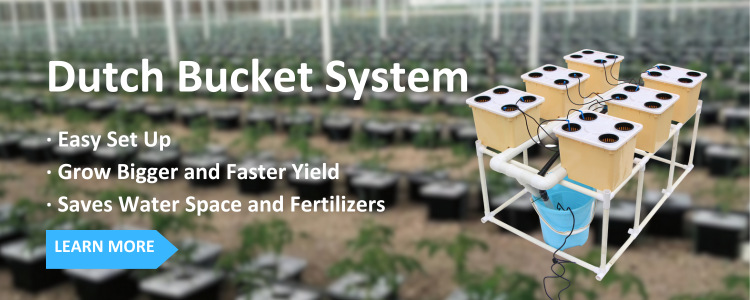 Buy Complete Hydroponics System Dutch Bucket Growing Vegetable In ...
