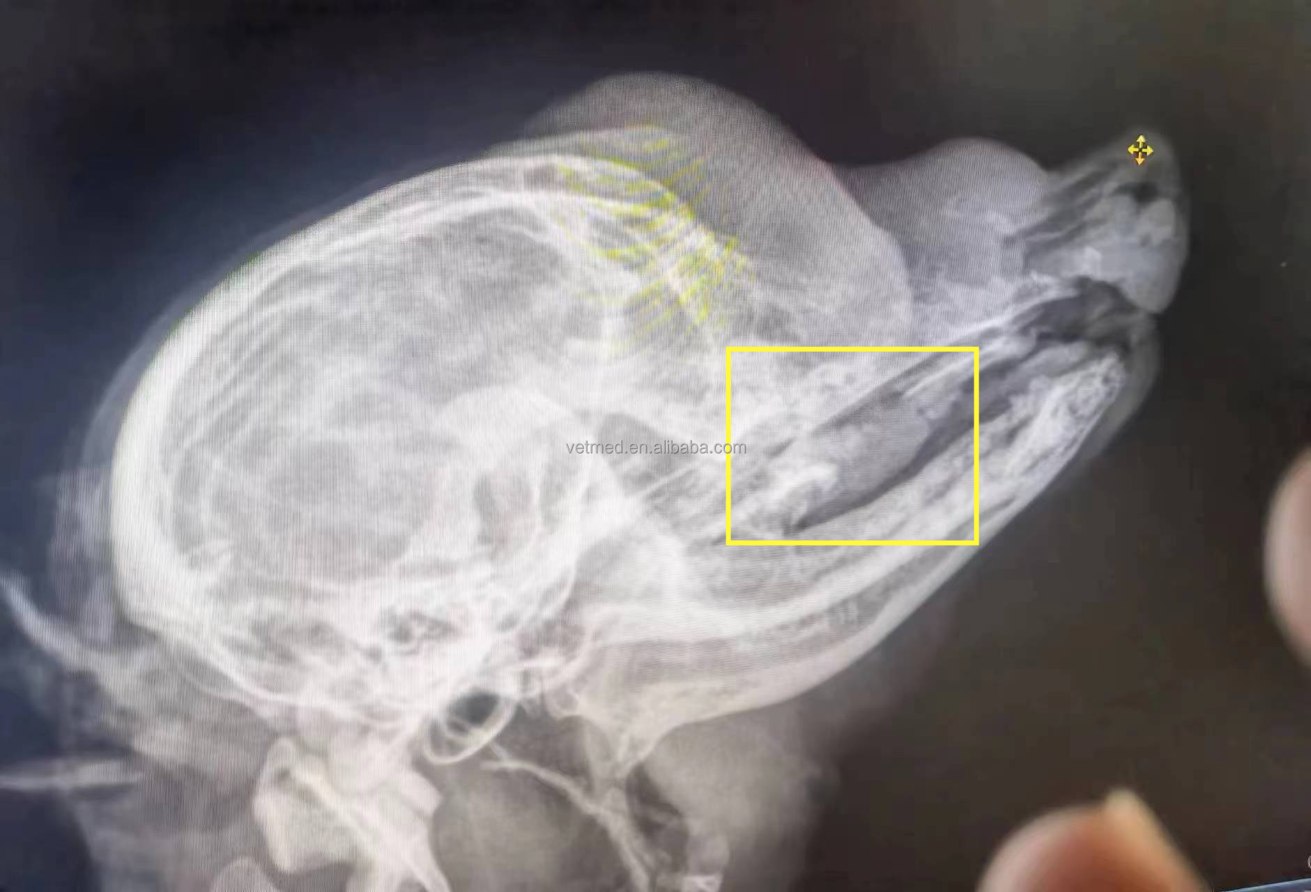 Buy Hospital Animal Tumor Radio Frequency Ablation (rfa) Treatment ...