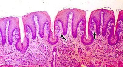 Buy Individual High Quality Tongue Sec.(show Taste Bud ) Microscope ...