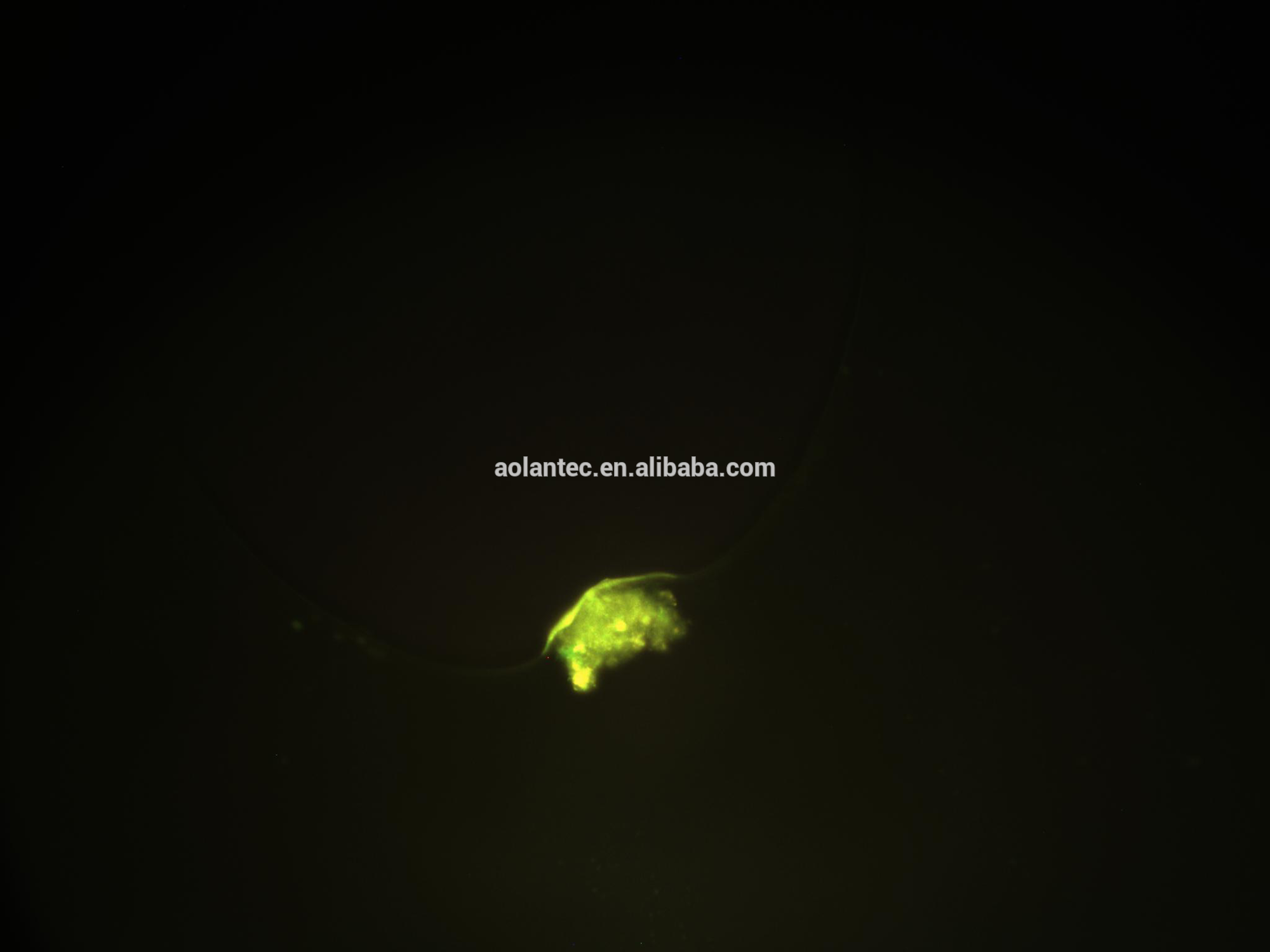 Buy Lao-l3201 Emission Fluorescence Microscope from Guangzhou Aolantec ...