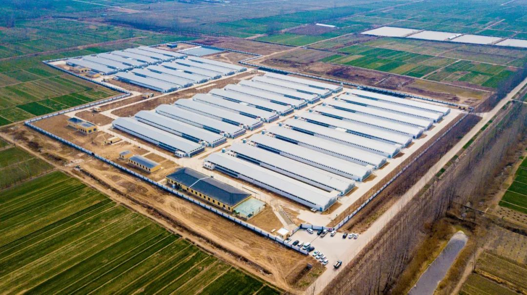 Buy Poultry Helper Farm Feeding System Broiler Feed Equipment For ...