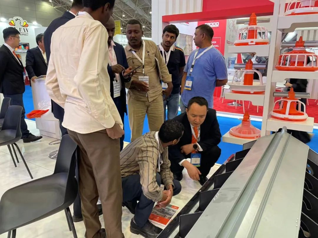 Buy Poultry Helper Farm Feeding System Broiler Feed Equipment For ...