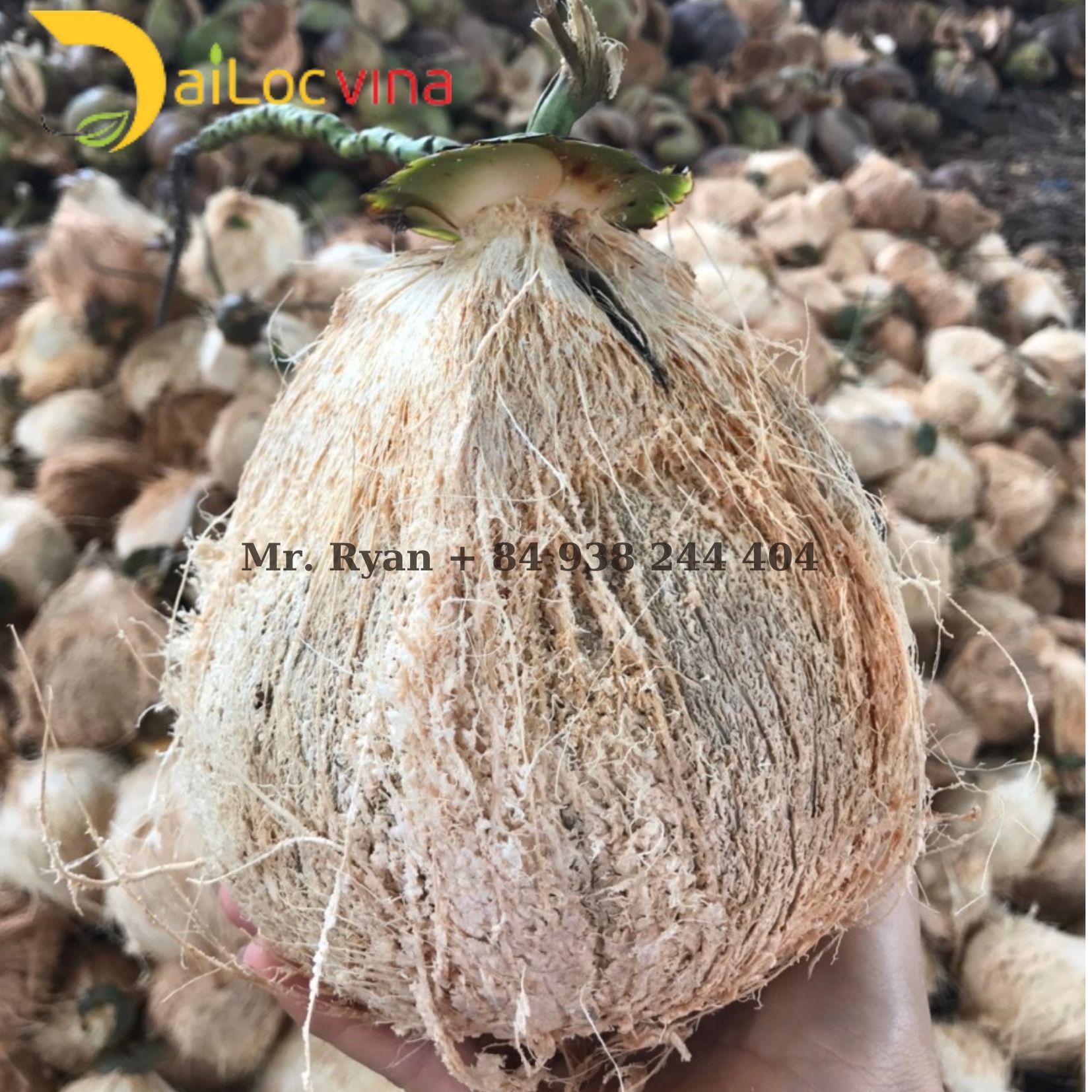 Buy Vietnam Coco Peat Block 5kgs Coco Peat Price from DAI LOC VINA ...