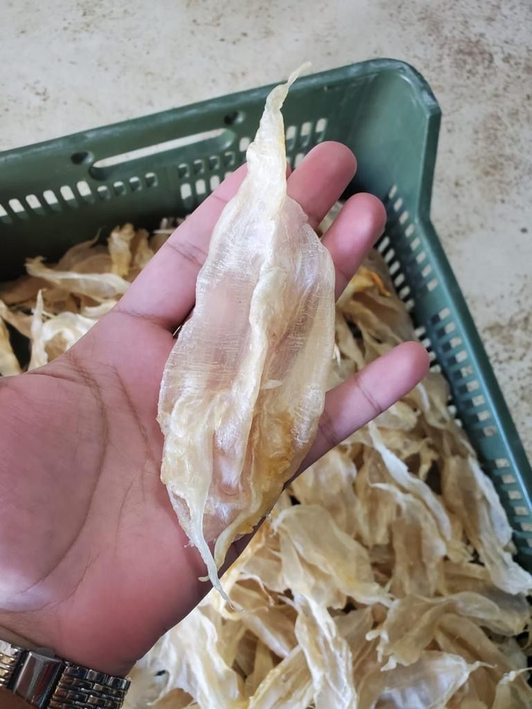 Buy Croaker Swim Bladder from MPP COMERCIALIZADORA, Mexico | Tradewheel.com