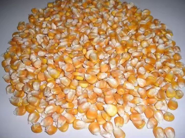 Buy New Crop Yellow Corn Maize For Human And Animal Feed Grade ...
