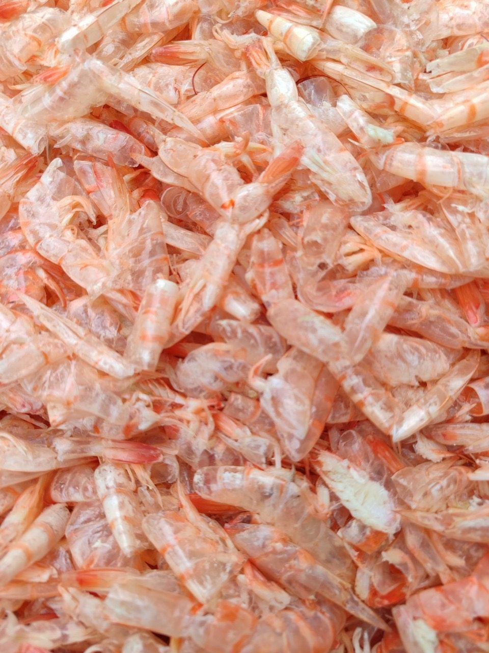 Buy Shrimp Shell Meal from KTIMEX CO.,LTD, Vietnam | Tradewheel.com
