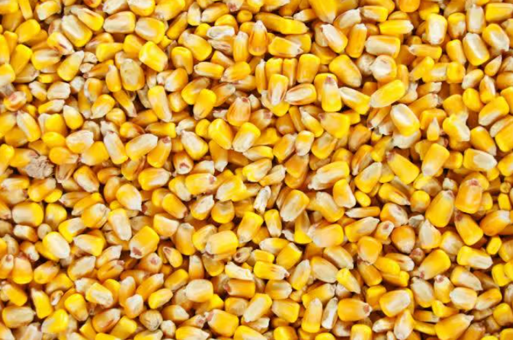 Buy New Crop Yellow Corn Maize For Human And Animal Feed Grade ...