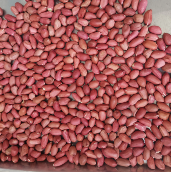 Buy Best Grade Groundnut Different Size Of Counts And Good Taste Of ...