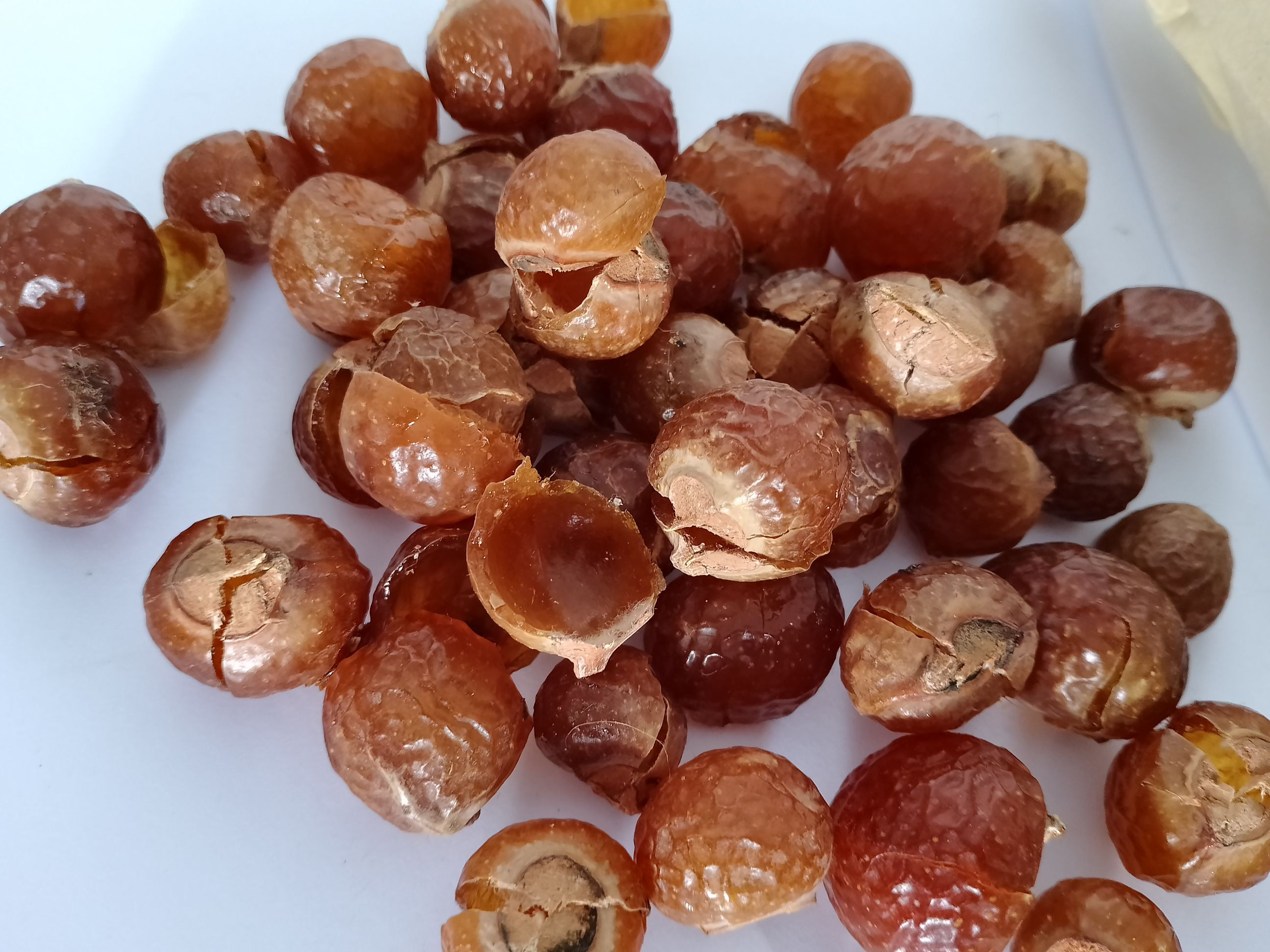 Buy Soap Nuts Shells Powder from RMY INTERNATIONAL, Poland | Tradewheel.com