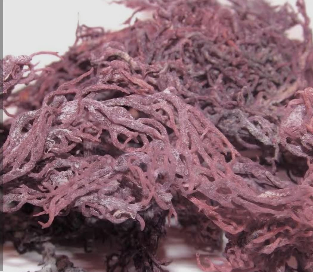 Buy Good Quality Purple Sea Moss from Care Cove Company Ltd, Tanzania ...