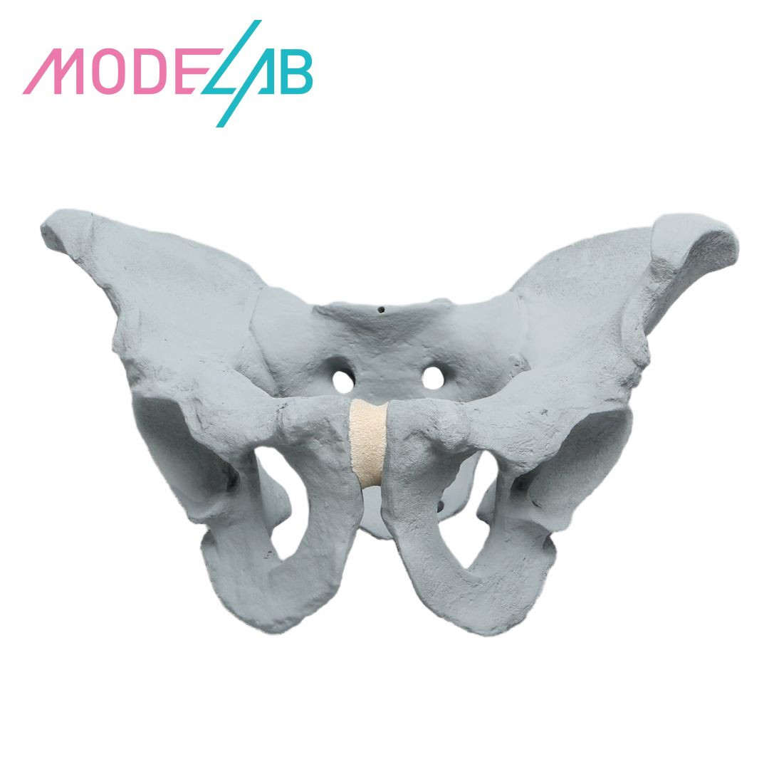 Buy Simulated Pelvic Bone Models On X-ray from Modelab Biotechnology Co ...