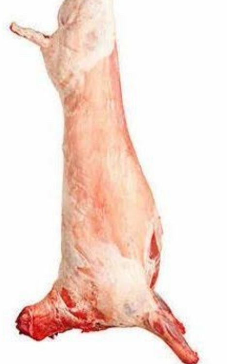 Buy Sheep Meat from GANCAN GLOBAL DIS TICARET, Republic of Türkiye ...