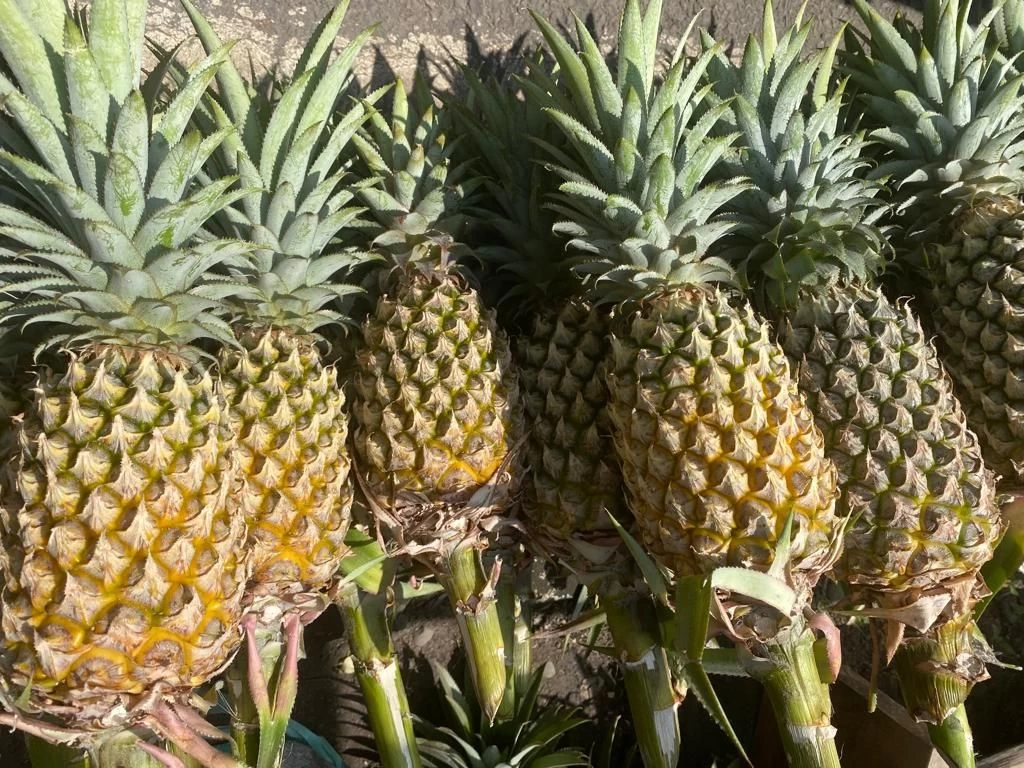 Buy Queen Pineapple from nawasena sutomo gajahsora, Indonesia ...