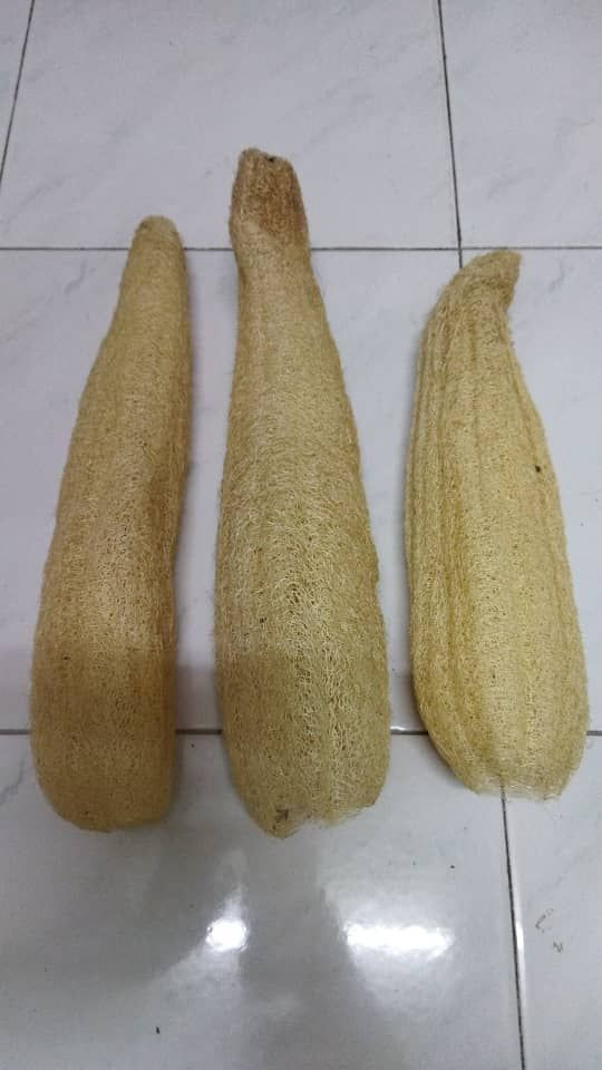 Buy Loofah from Lim Farm Loofah, Malaysia | Tradewheel.com