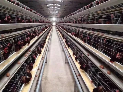 Buy Complete Pullets Rearing Animal A Layer-type Cages System Poultry ...