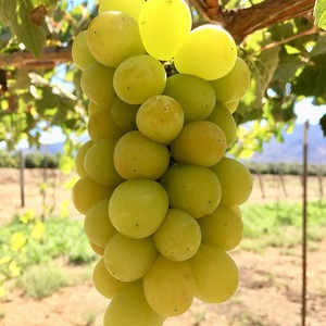 Buy Grapes from ARYA EXPORTS & IMPORTS, India | Tradewheel.com