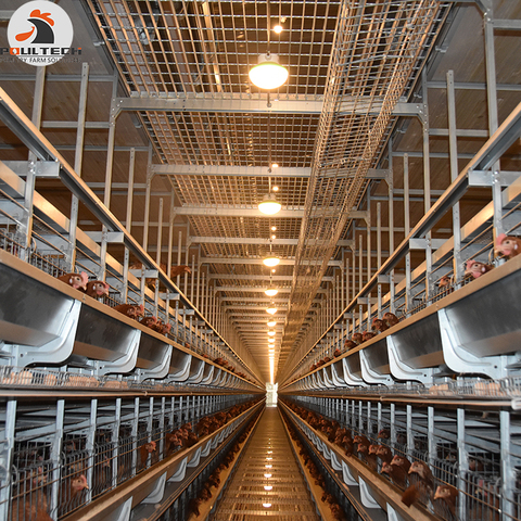 Buy H Type Automatic Chicken Egg Layer Chicken Cage Laying Hens Cage ...