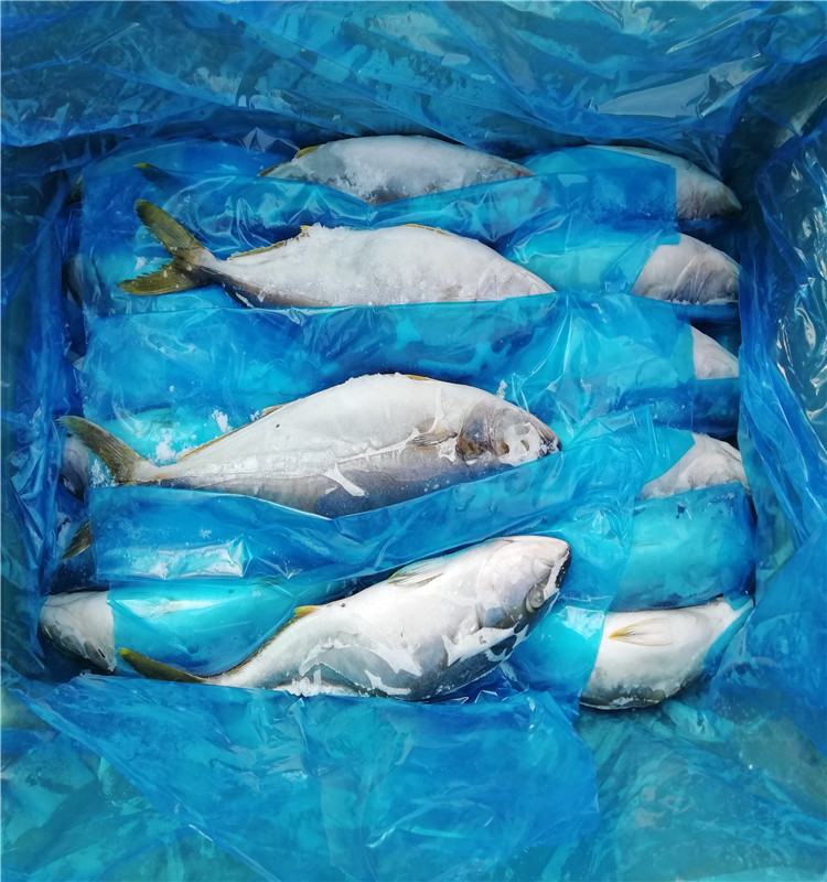 Buy Hot Sale Frozen Yellowtail Fish from Taizhou Xingcheng Aquatic ...