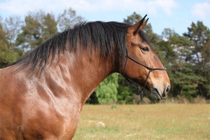 Buy Rope Halters For Pat Parelli Natural Horsemanship Training Method ...