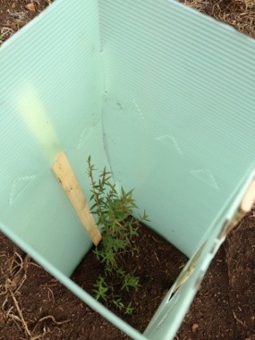 Buy Tree Guard Plants Protector For Trees, Plant Protection Sheet ...