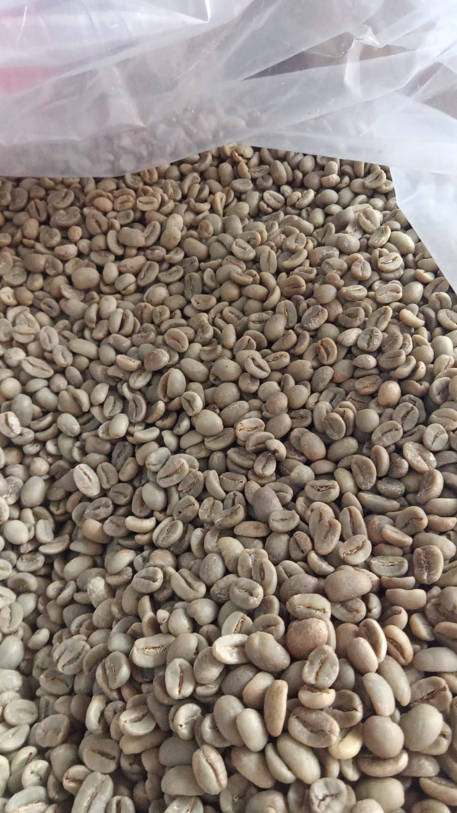 Buy Wiild Luwak Coffee from PT ARSYAM NUSANTARA SEJAHTERA, Indonesia ...