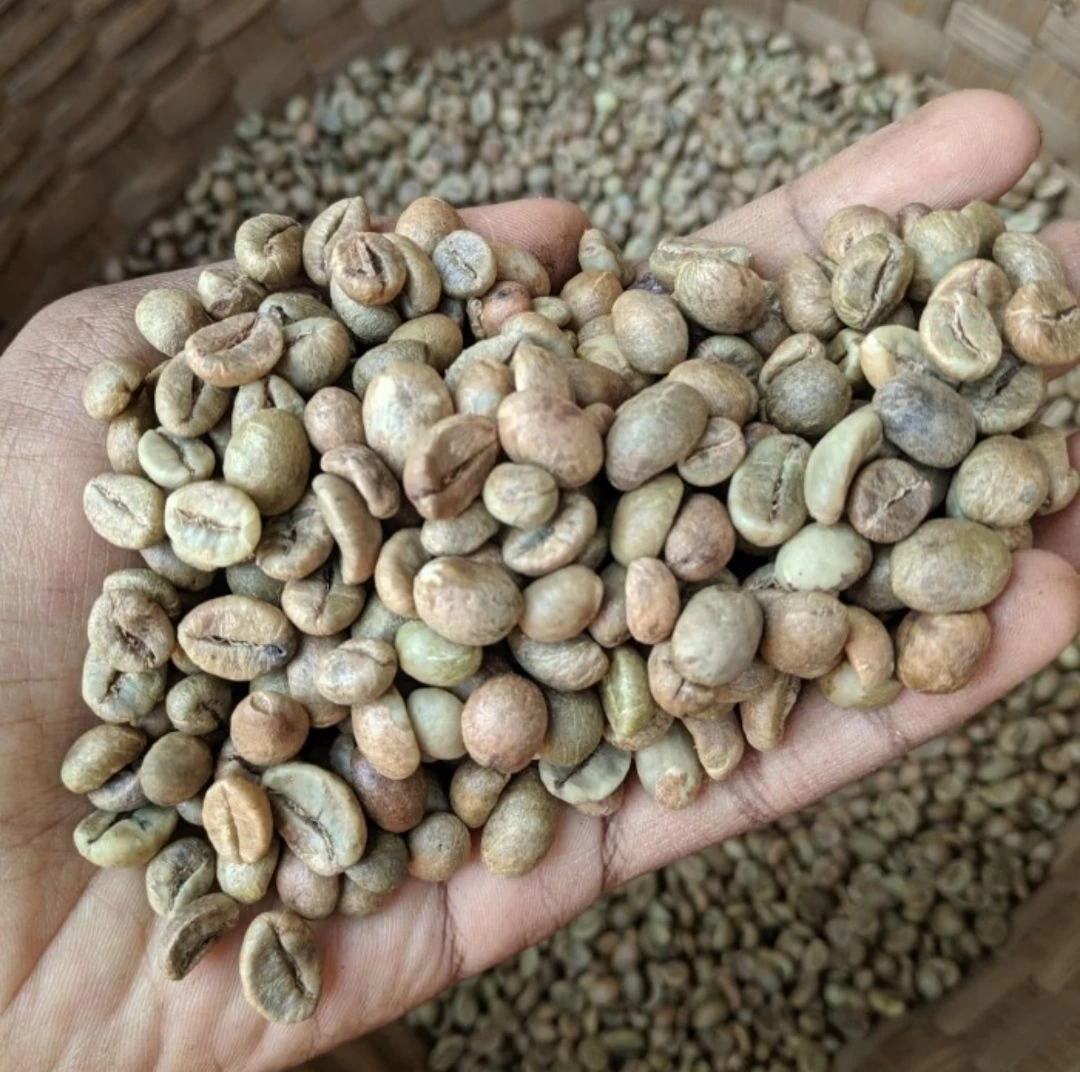 Buy Indonesia Robusta Coffee Beans Supplier from PT Nagata Fusena IDCO ...