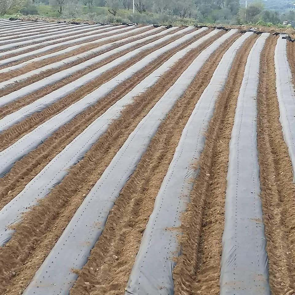 Buy Plastic Mulch Layer from Kent Tarim Makinaları, Republic of Türkiye ...