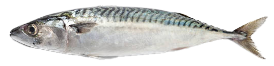 Buy Pacific Mackerel from Qingdao Harmony Foods Co., Ltd., China | Tradewheel.com