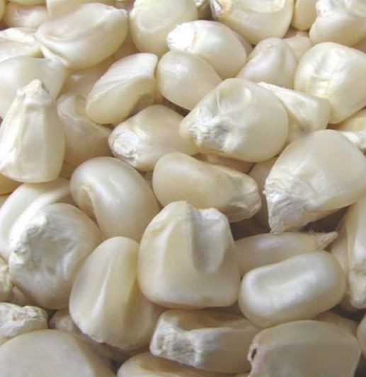 Buy Non Gmo White Corn Maize from Daltam Warehouse Company Limited ...