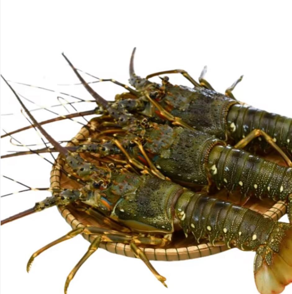 Buy Wild Rock Lobster Frozen Whole Green Lobster Shell On Crustacean ...