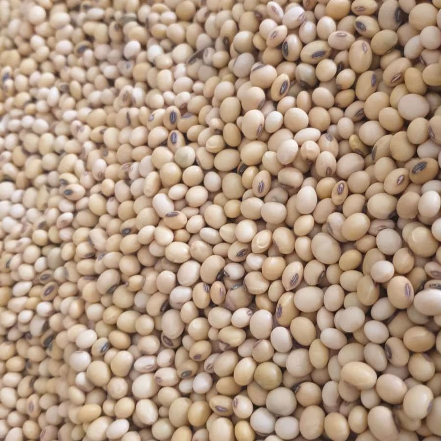 Buy Quality Soybeans Seed Available from Markco Polo Enterprise Pty Ltd ...
