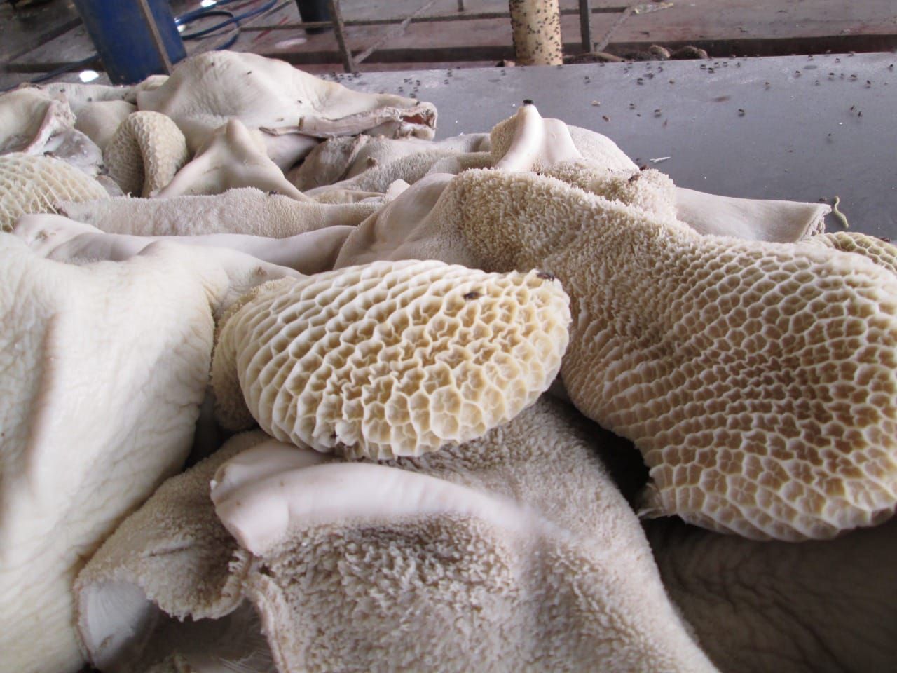 Buy Frozen Cooked Beef Tripe from ACRO IFC & Co.,, Pakistan ...