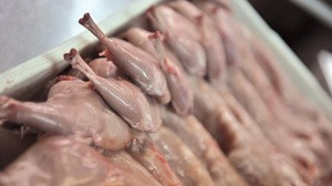 Buy Frozen Rabbit Meat, Whole, Parts from Johnson Varieties, Canada ...