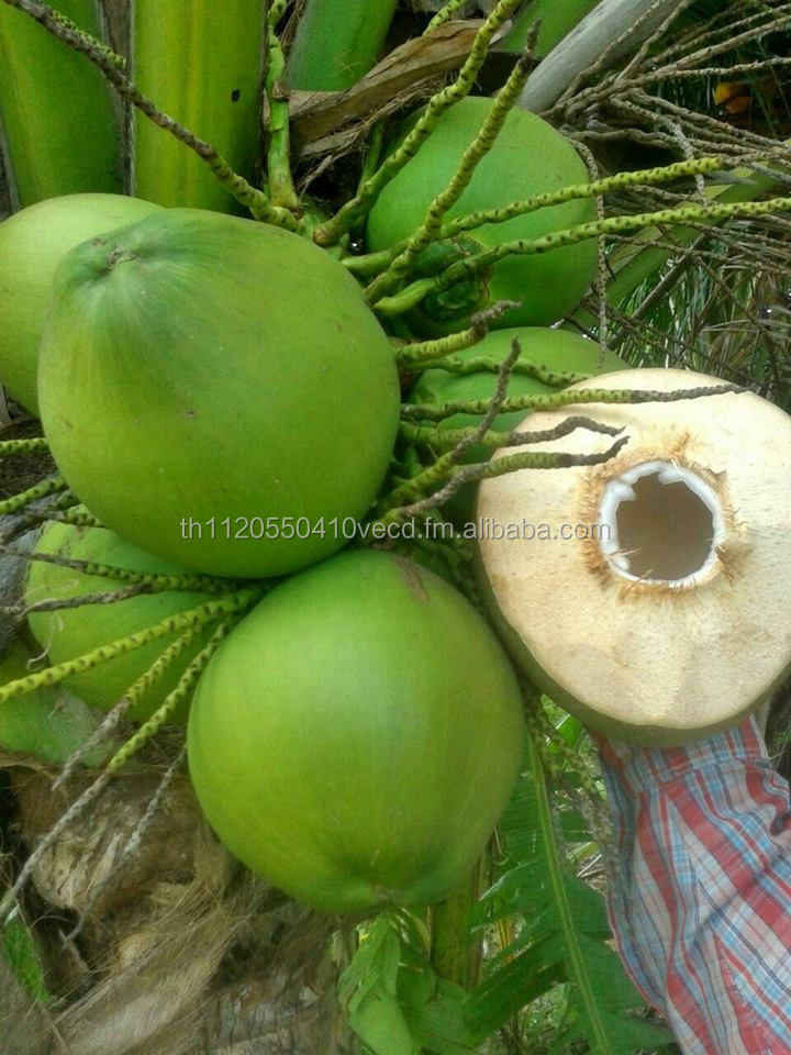 Buy Thai Fresh Coconut , Diamond Shape Young Coconut/ Polished Young ...