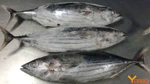 Buy Frozen Skipjack Tuna Whole Round from Time Enterprise, USA ...