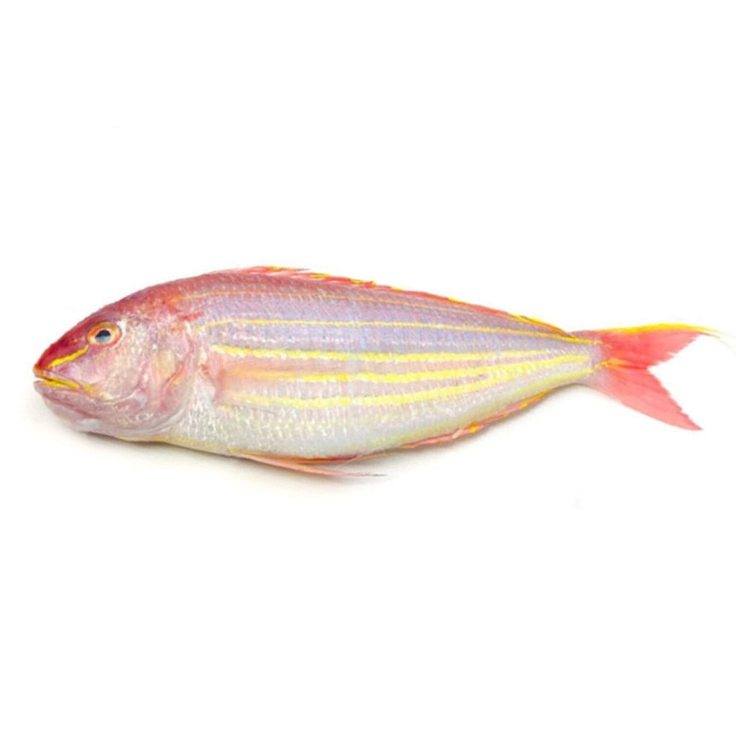Buy Threadfin Breams from NAVAL TREASURE GROUP, Malaysia | Tradewheel.com