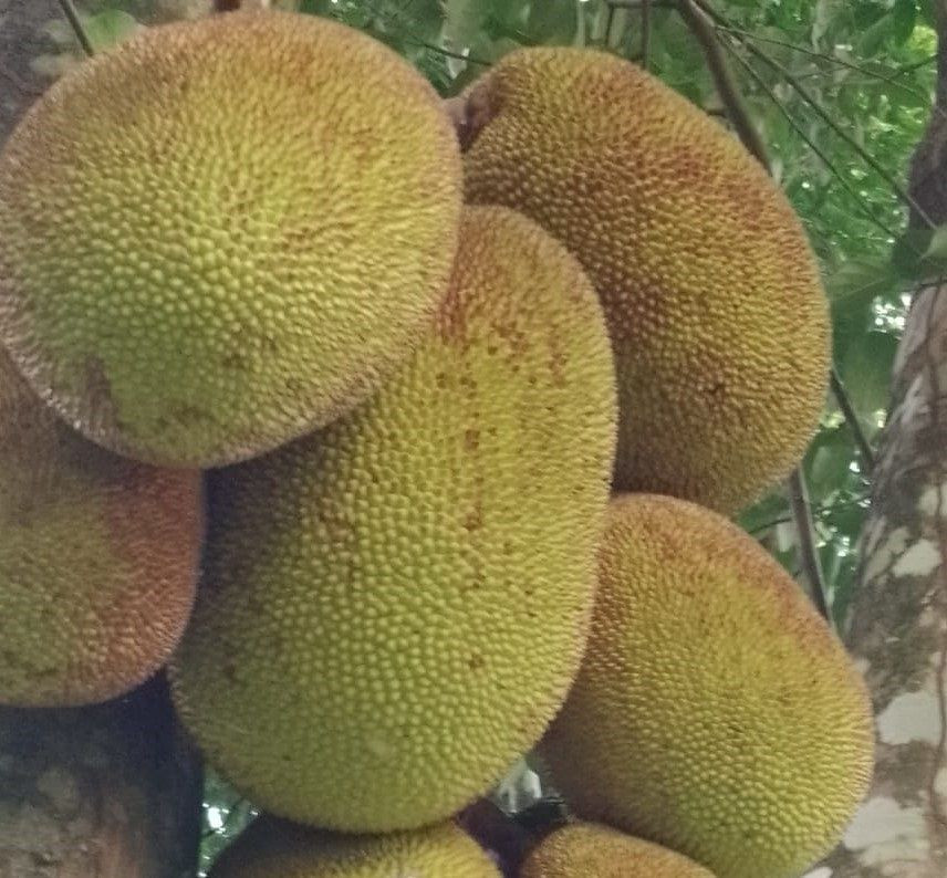 Buy Raw Green Jackfruit Powder from KORAHS AGRO FOODS, India ...