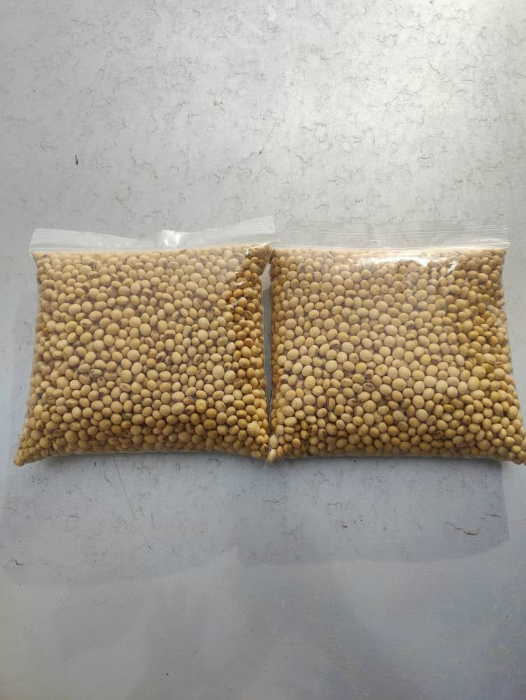 Buy Premium Grade A Soybeans: Nature's Protein Powerhouse from DANKASA ...