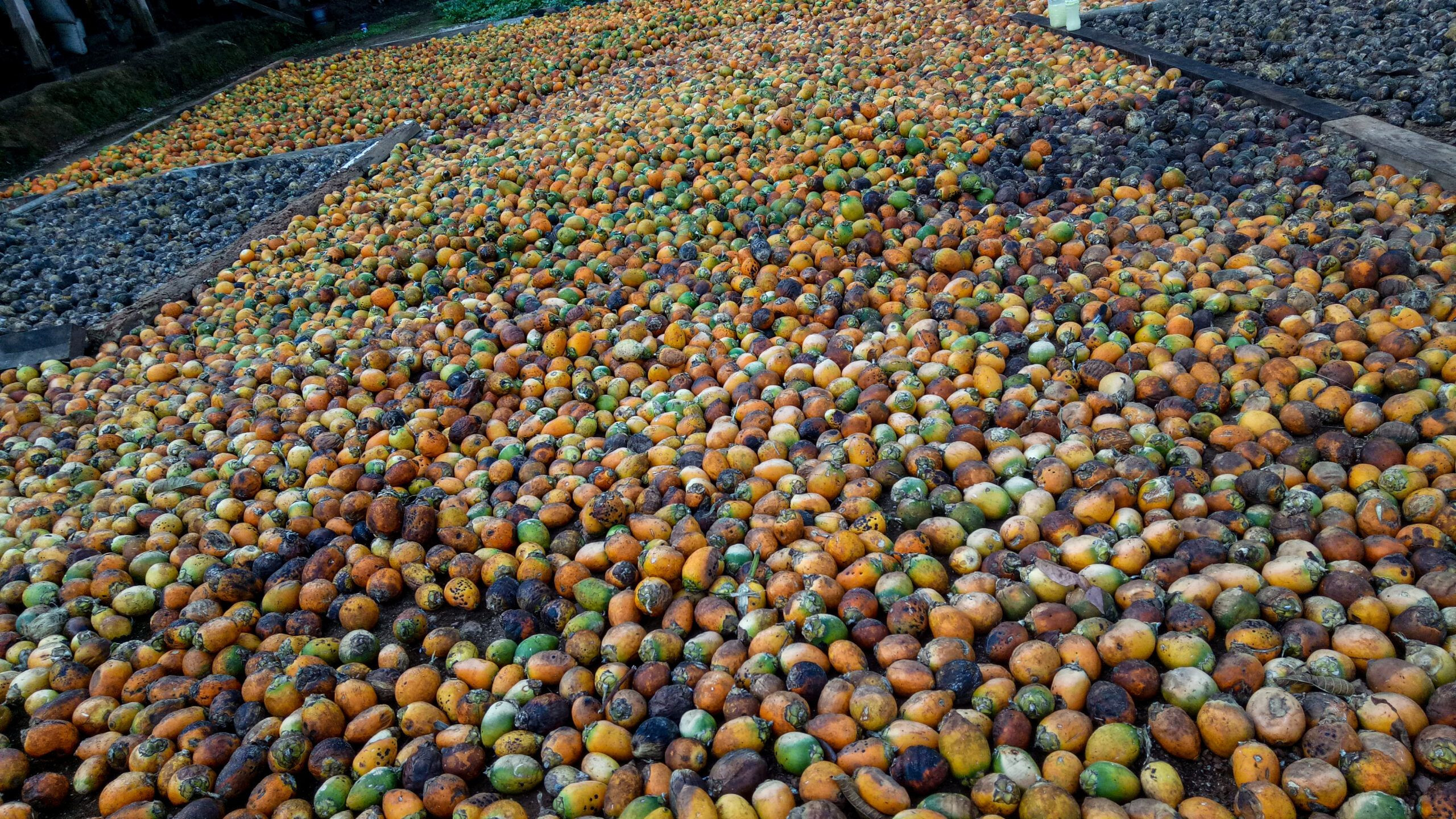 Buy Fresh Betal Nut from friends and co, India | Tradewheel.com