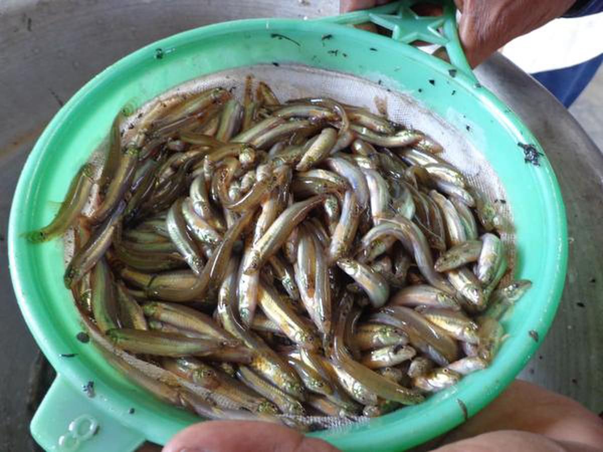 Buy All Kind Of See Foods from Ayappa Enterprise, India | Tradewheel.com