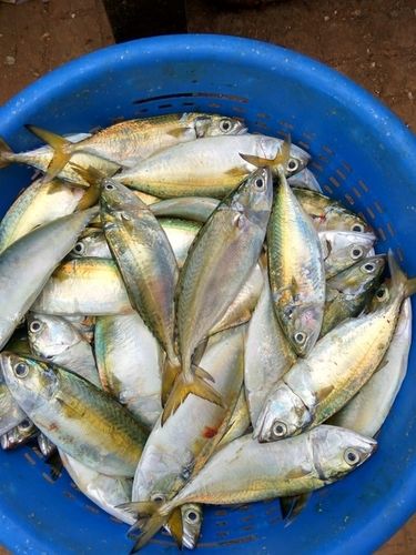 Buy All Kind Of See Foods from Ayappa Enterprise, India | Tradewheel.com