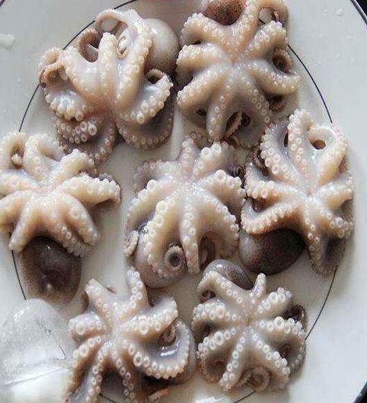 Buy Frozen Baby Octopus from Emmanuel Tchatchwa, Belgium | Tradewheel.com
