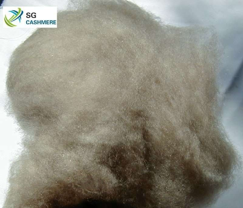 Buy Mongolia Cashmere Fiber Ivory Cashmere 16.5mic Light Grey Cashmere ...
