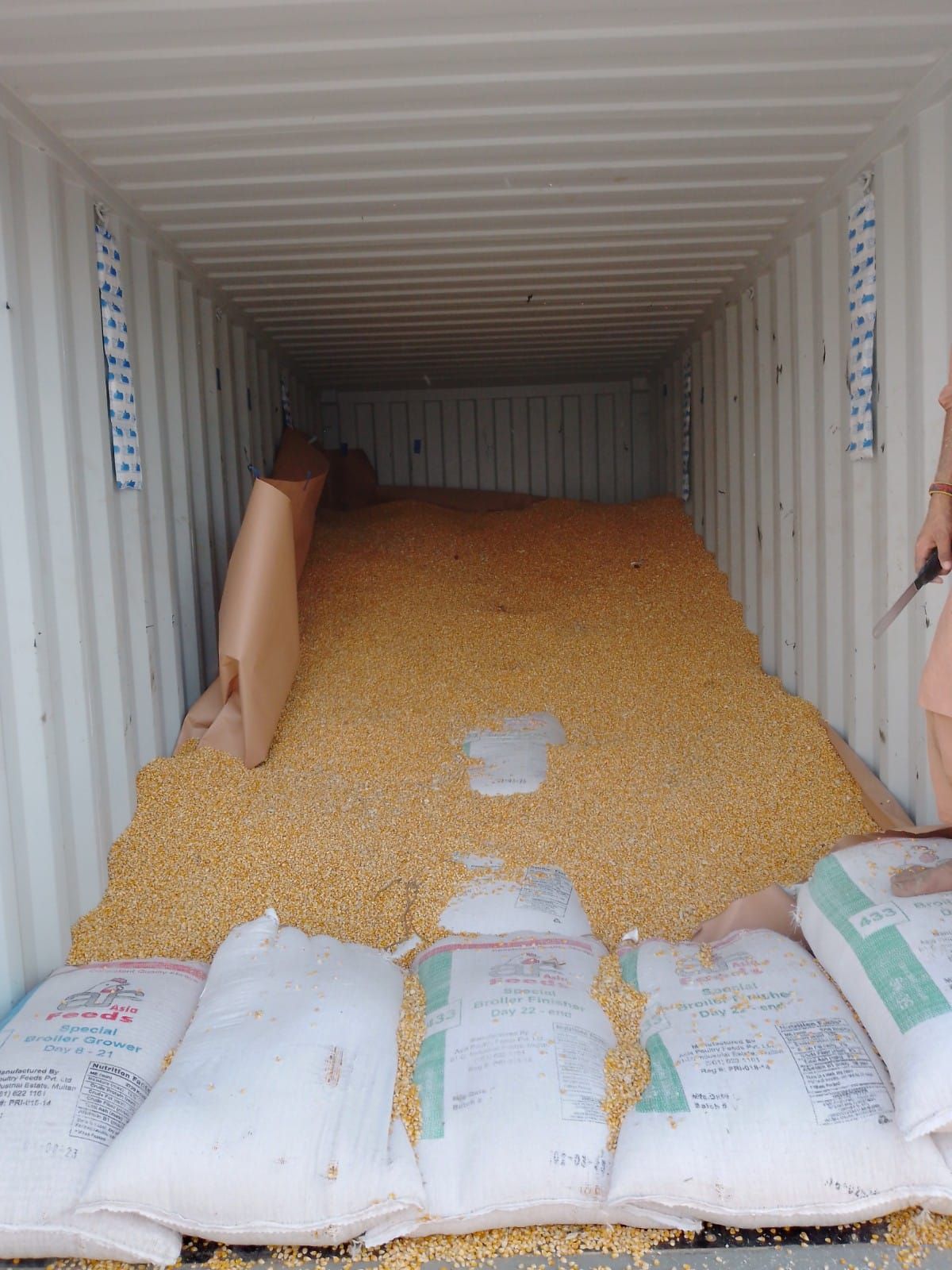 Buy Corn/ Maize from zamin enterprises, Pakistan | Tradewheel.com